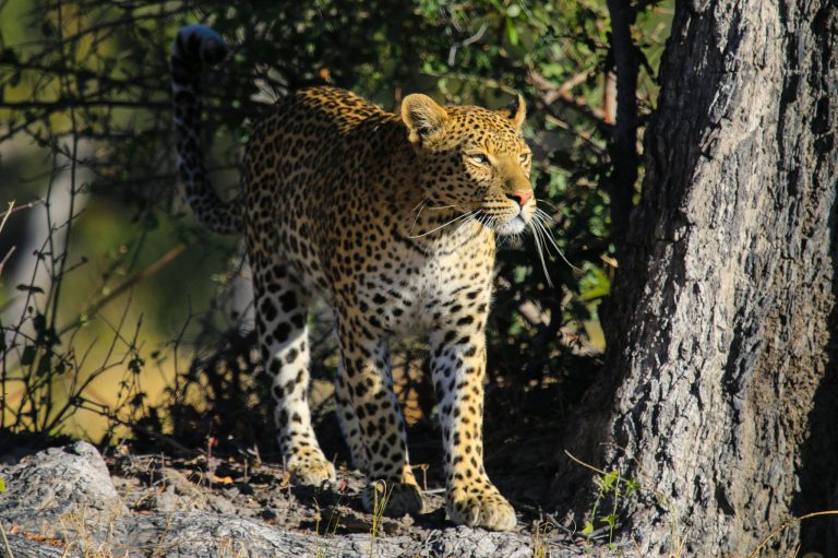 Moremi Wildlife Reserve: A Pristine Safari Paradise in Botswana | Kenzly